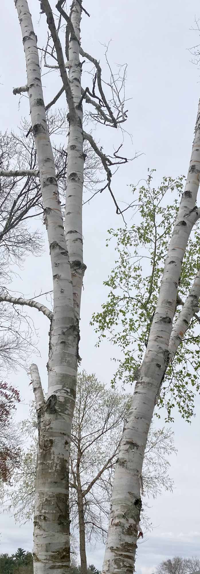Love Affair with Trees - LAFS